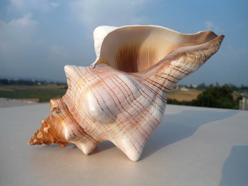 AAA LARGE Natural Winding Conch Shells Decorate Shooting Props - Etsy