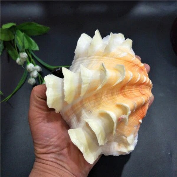 Sea Shell Ornaments - Etsy