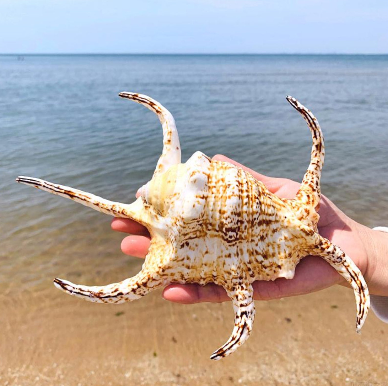 Rare 12-15 Cm Natural Large Conch Shells Natural Water Conch | Etsy