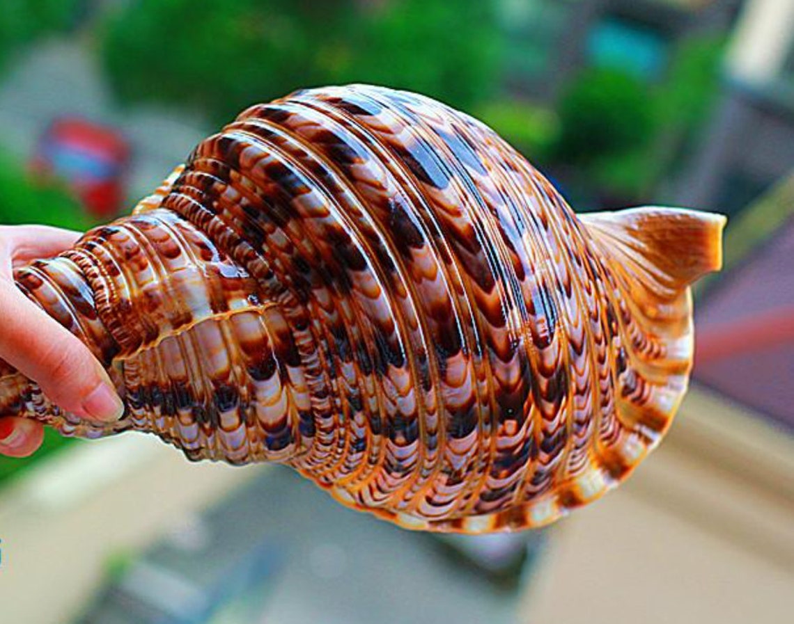 Marine Sea Decor 19-42cm Trumpet Triton Giant Conch Natural - Etsy