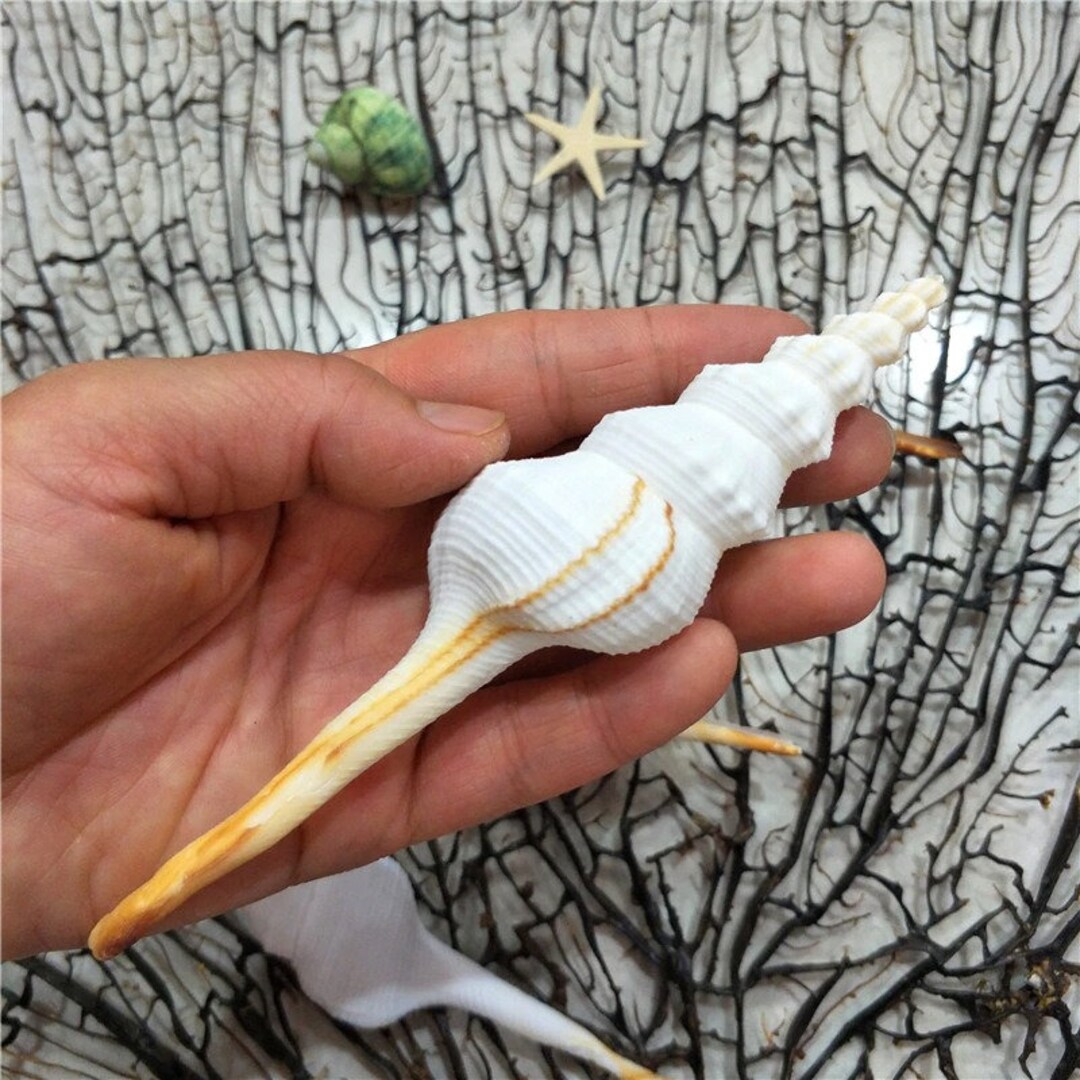 Rare Natural 9-16cm White Snail Long Snail , Natural Conch Shell Martin ...