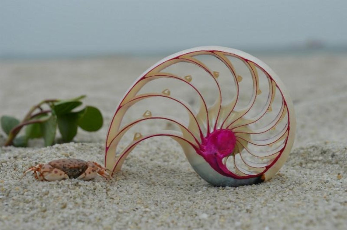 Extremely rare Natural conch shell snails aquarium home | Etsy