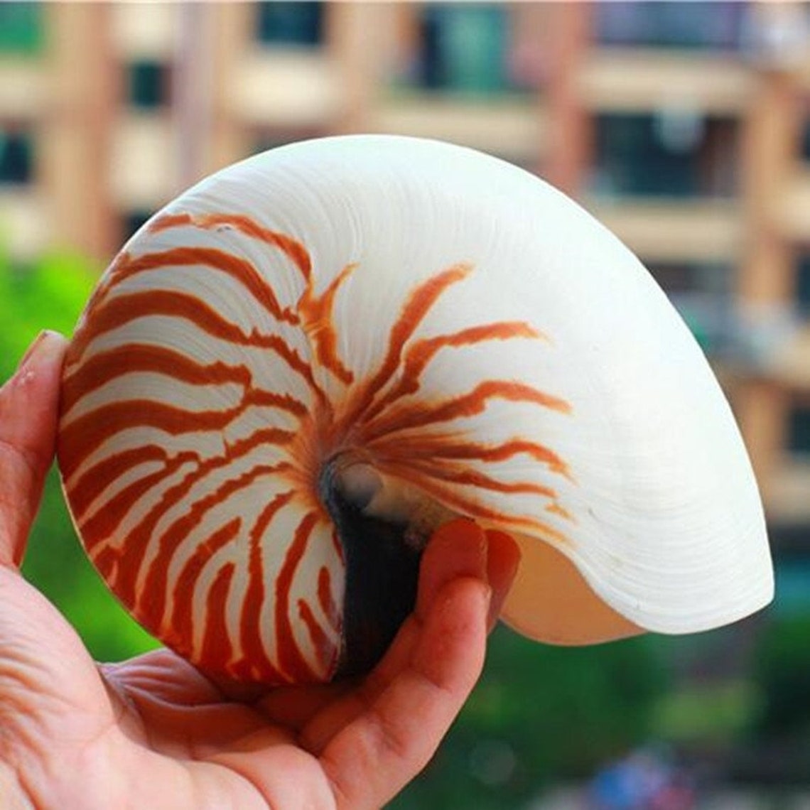 Big Famous Screw Natural Conch Nautilus Shell Starfish Craft - Etsy