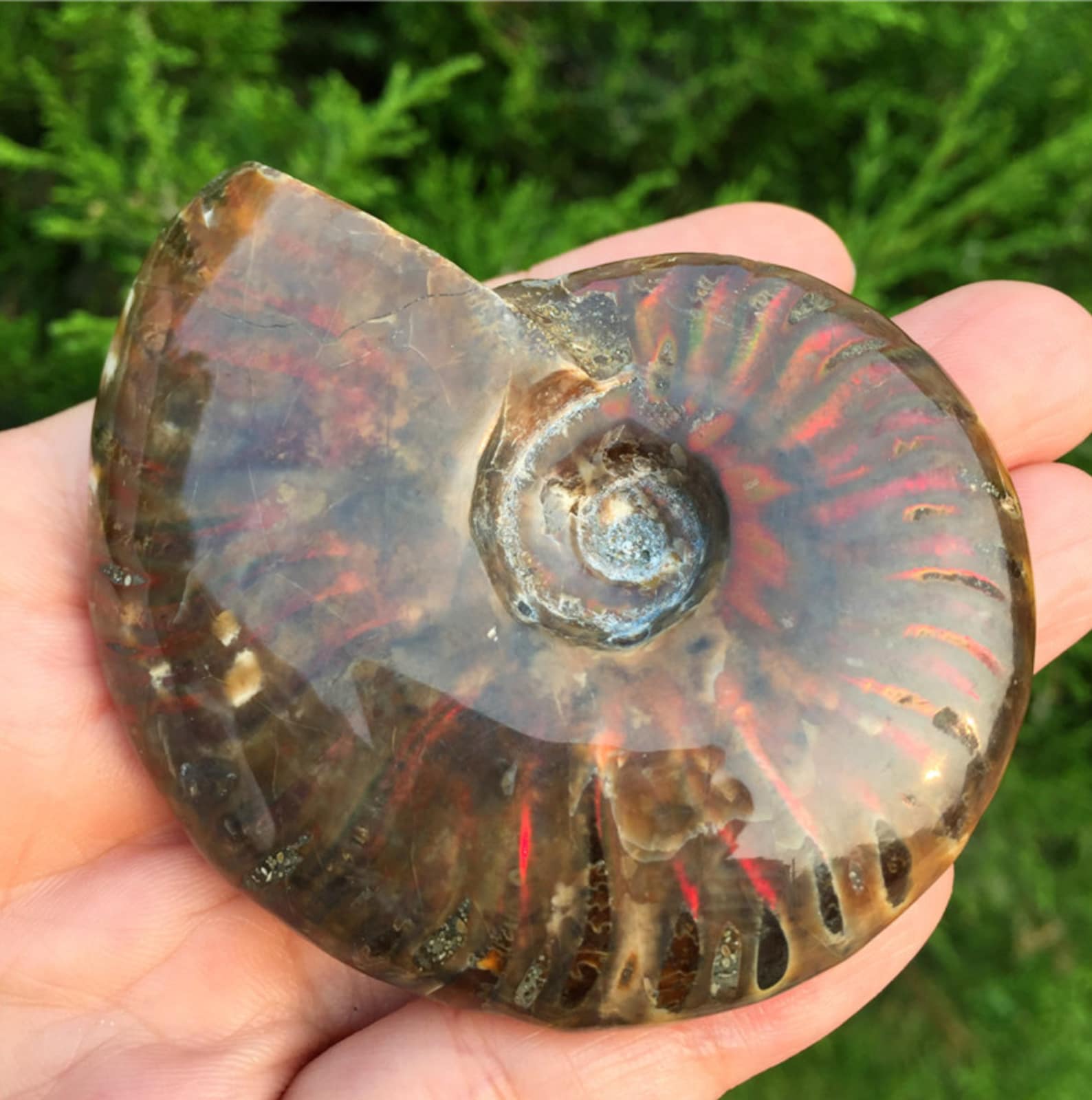Rare Large Natural Fossil Conch Shell Craft Collection - Etsy