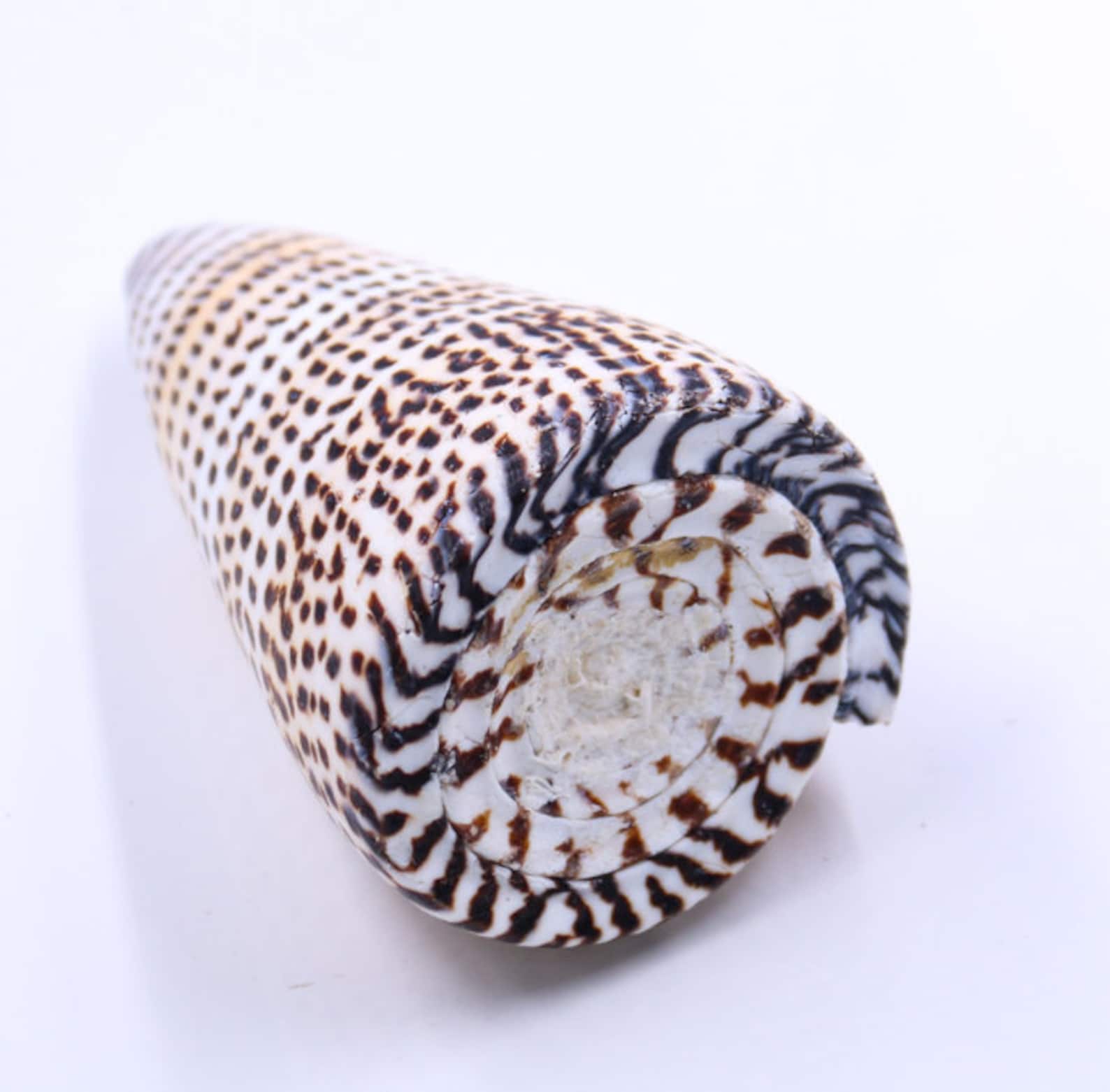 RARE LARGE 10-12cm Natural Craft Conch Shell Corn Conch Sea - Etsy