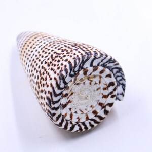 RARE LARGE 10-12cm Natural Craft Conch Shell, Corn Conch Sea Shell ...