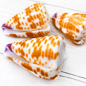 5-6cm RARE LARGE Natural Red Craft Conch Shell, Corn Conch Sea Shell ...