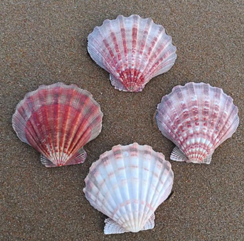 Rere Natural Conch Sea Shell Natural Decor Seashells Home | Etsy