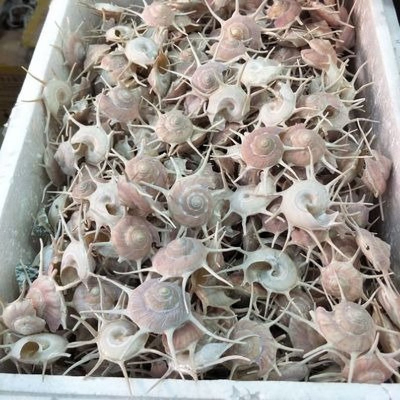 Rare Seastar 5-6 Cm Natural Conch Shell Snail Natural Conch | Etsy