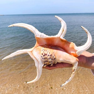Rare 12-15 Cm Natural Large Conch Shells | Natural Water Conch Shells ...