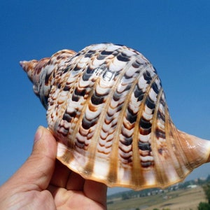 Extremely Rare Large Natural Conch Triton Seashell Rare Real Aquarium ...