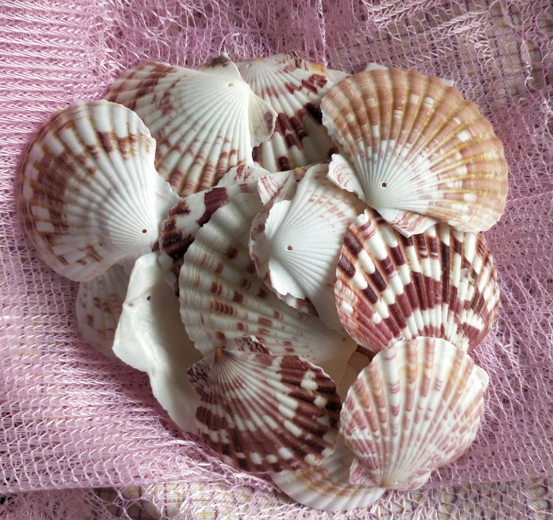 30pcs Natural Conch Sea Shell Natural Decor Seashells home | Etsy