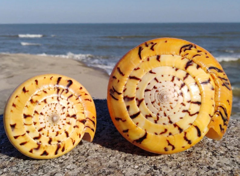 Rear Natural Corn Conch Yellow Big Shells Natural Conch - Etsy