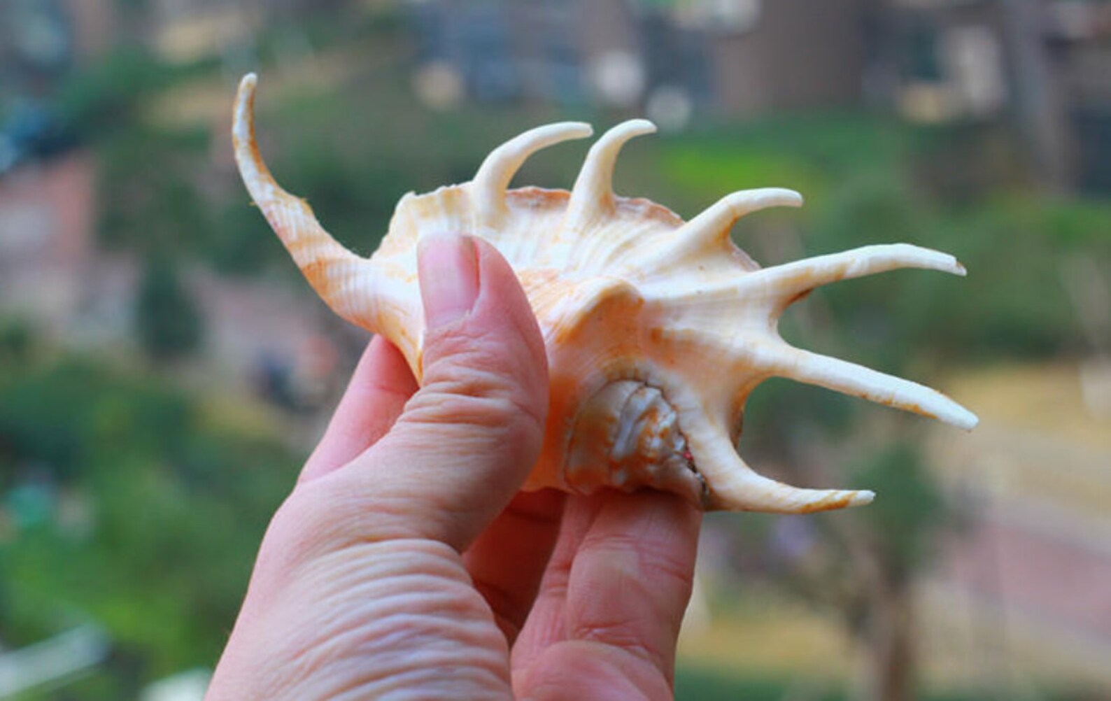 Extremely Rare 15-16cm Natural Large Conch Shells Floor - Etsy