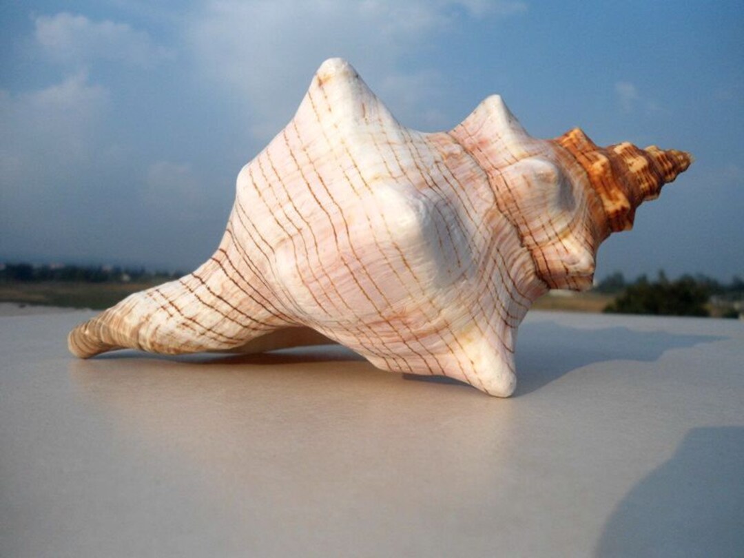 AAA LARGE Natural Winding Conch Shells Decorate Shooting Props Fish ...