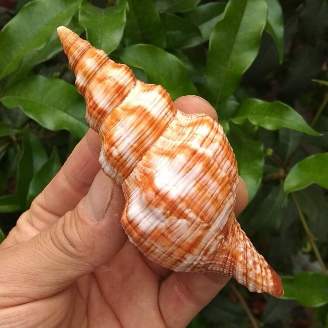Rare Natural Conch Shell Snail 11cm | Natural Conch Shell Red Mouth ...