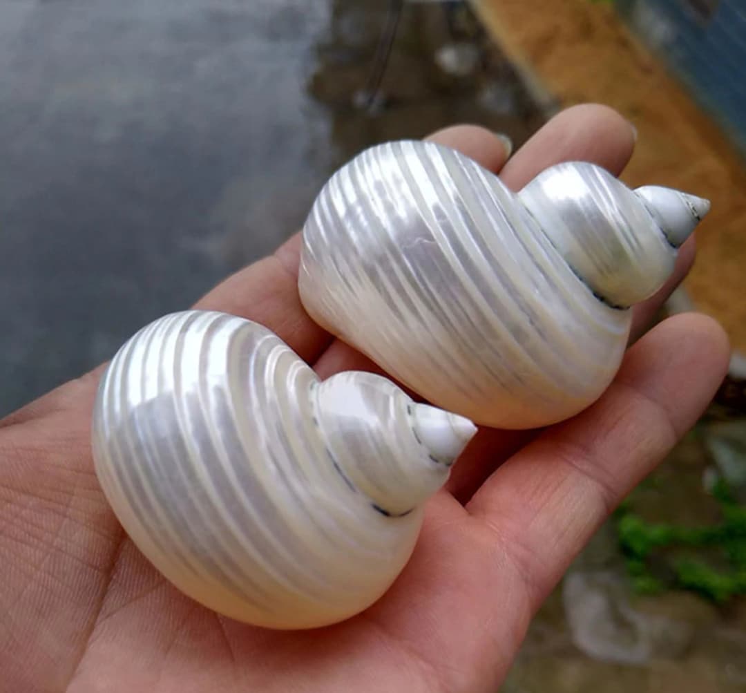 Large 2pcs Natural Conch Shells Rong Screw Roll Shell Fish Hermit Crab ...