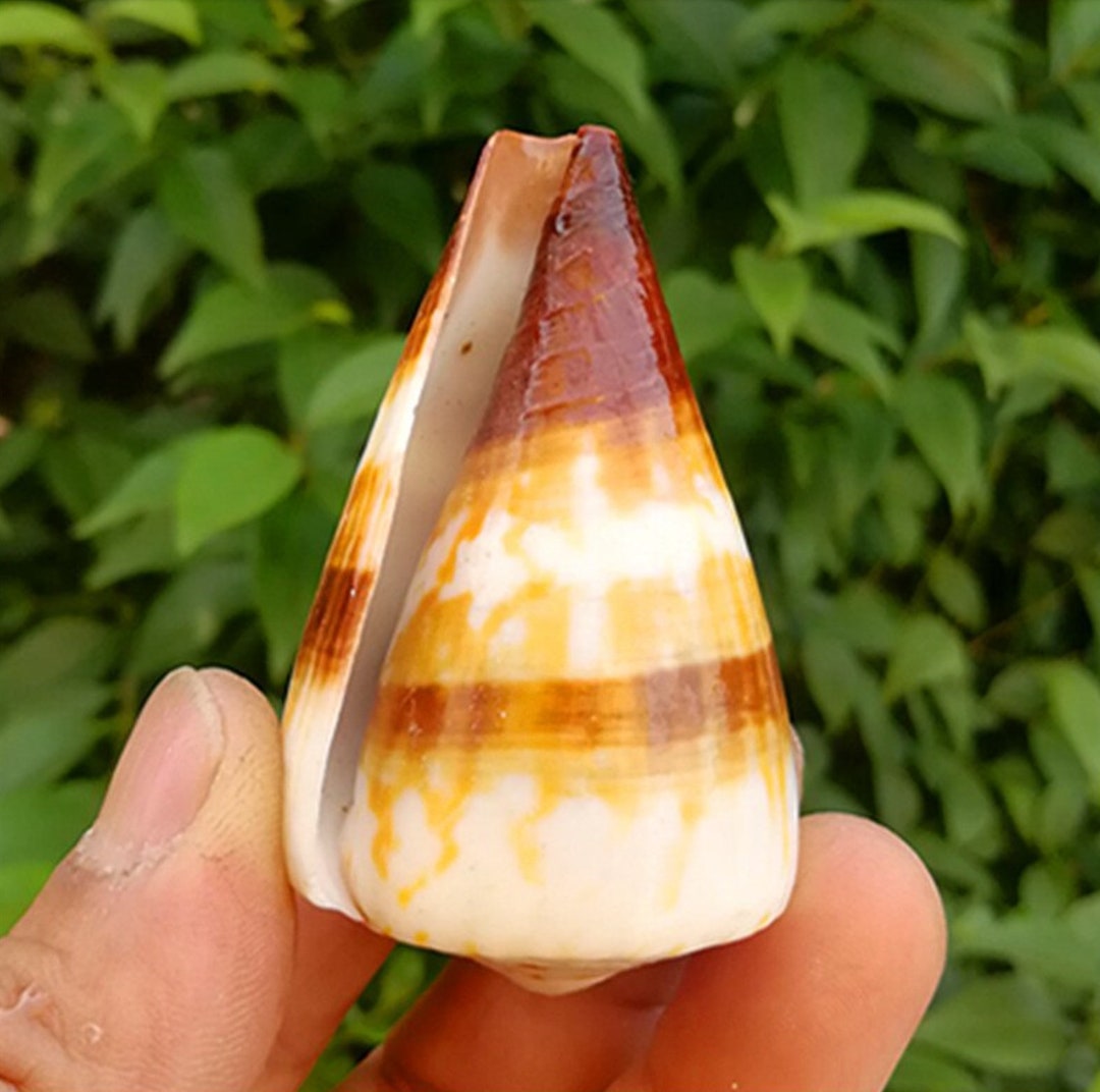 Marine Sea Decor 5-6cm Natural Conch Shell Moonlight Tower Snail ...