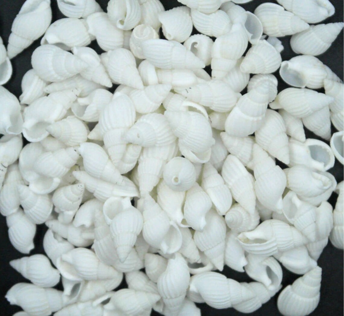 100PCS Natural Conch Shell Aquarium Decoration Mini Sea Beach | Etsy