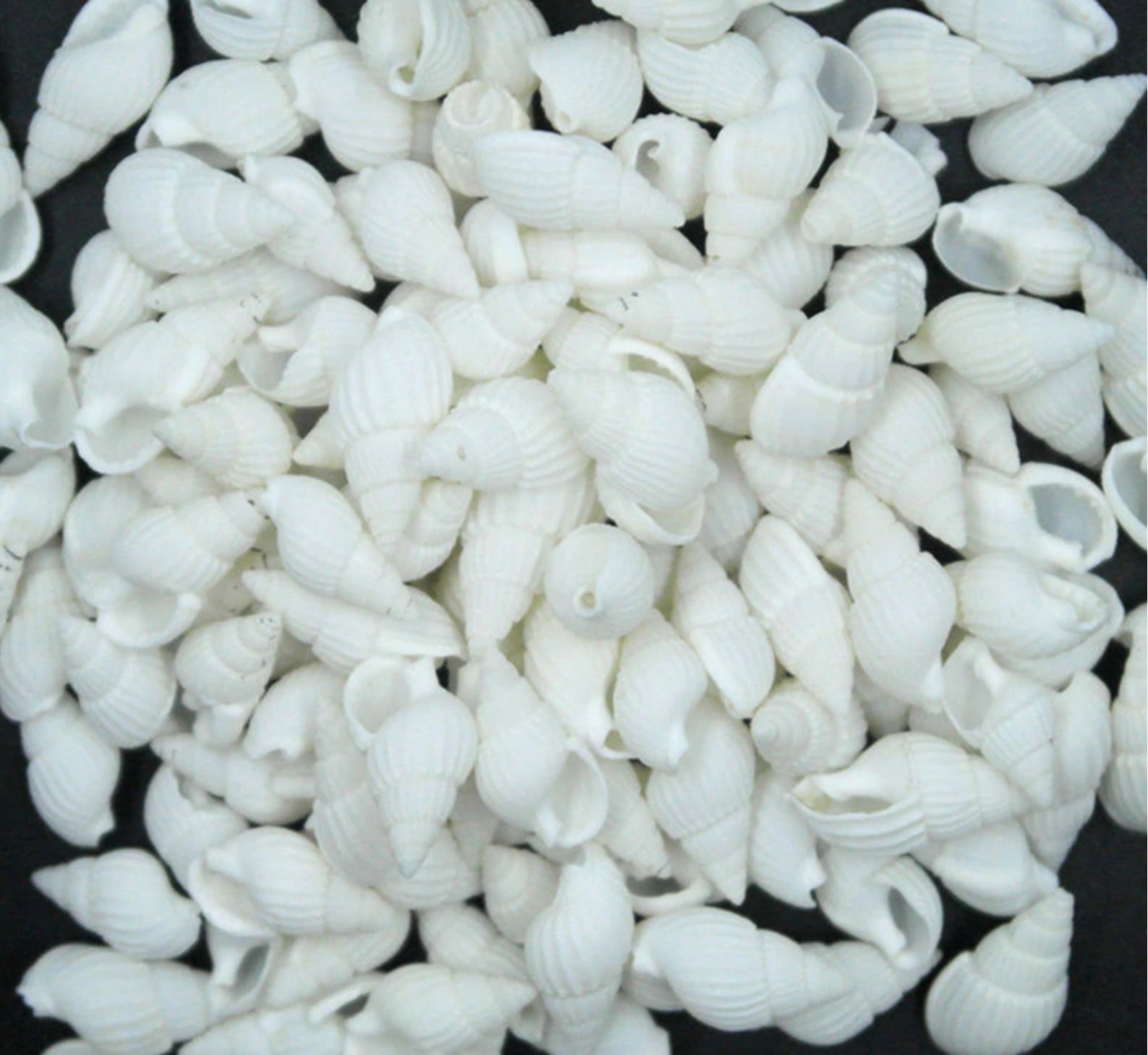 100PCS Natural Conch Shell Aquarium Decoration Mini Sea Beach | Etsy