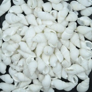 100PCS Natural Conch Shell Aquarium Decoration Mini Sea Beach Shell ...