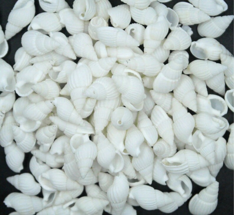 100PCS Natural Conch Shell Aquarium Decoration Mini Sea Beach - Etsy