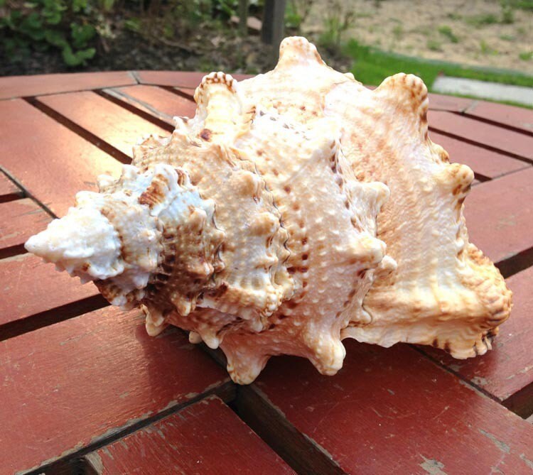 Large Natural Conch Shell: Marine Sea Decoration (25cm) - Etsy
