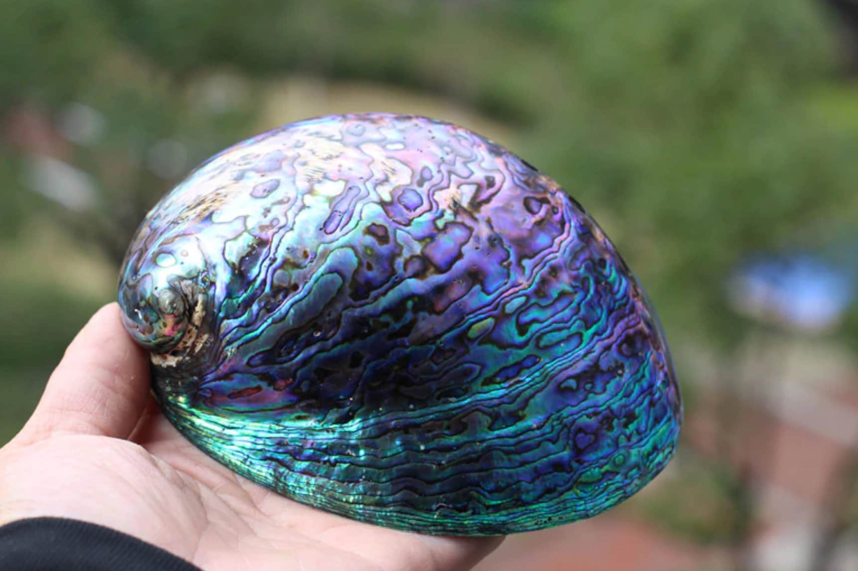 Abalone Shell