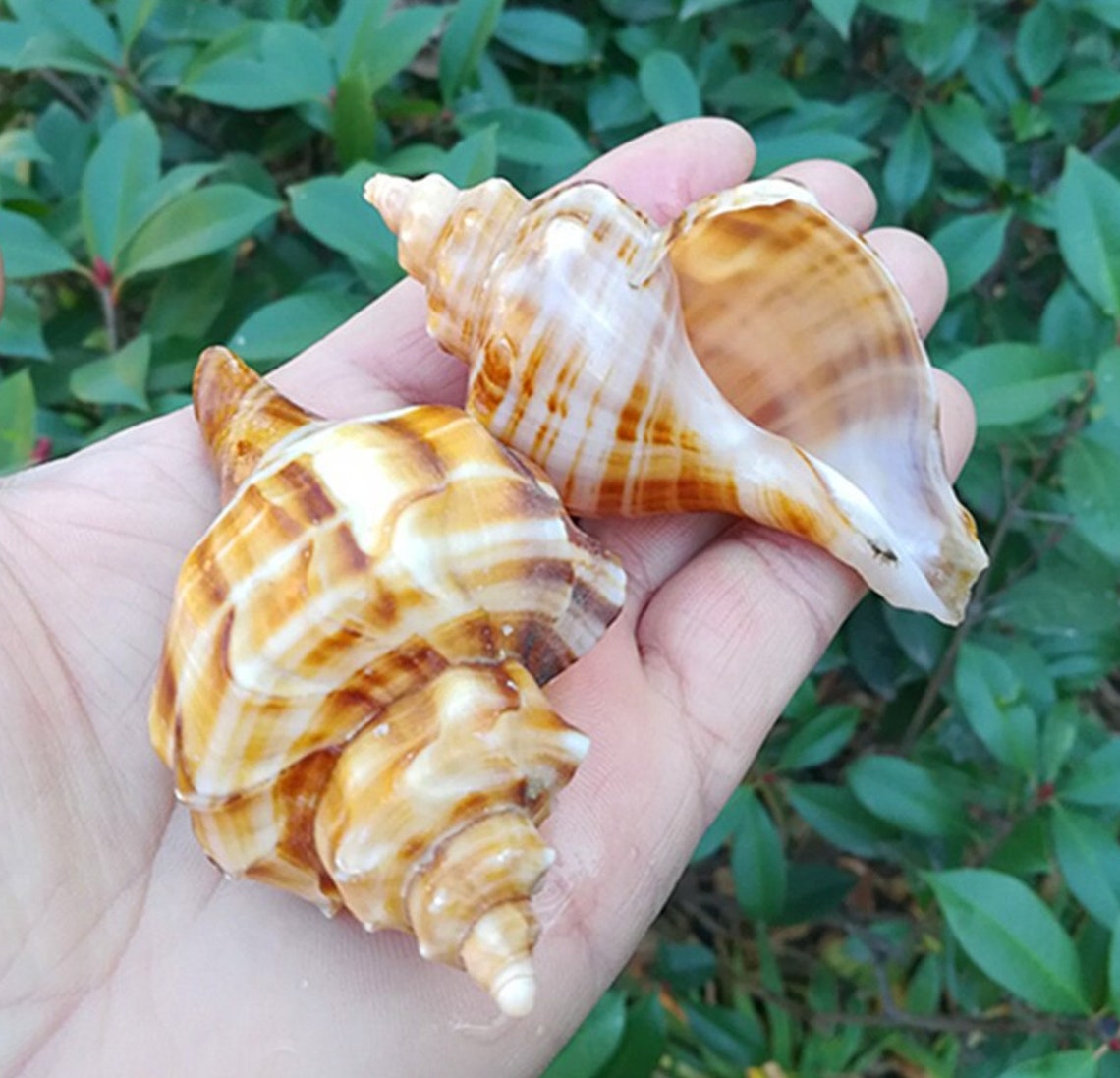 Natural Conch Shell: Red Mouth Flower Seashell (8-9cm) - Etsy