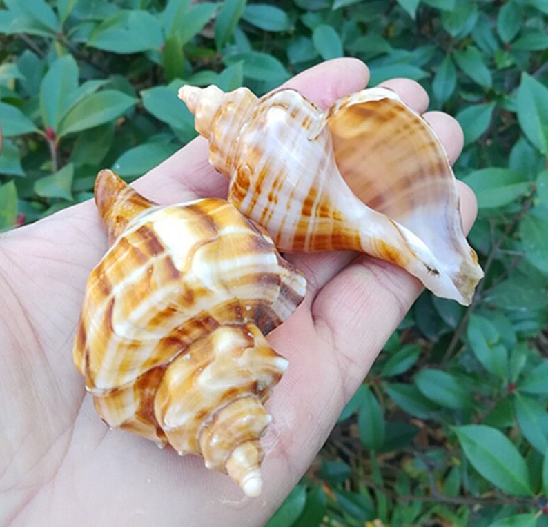 Natural Conch Shell: Red Mouth Flower Seashell (8-9cm) - Etsy