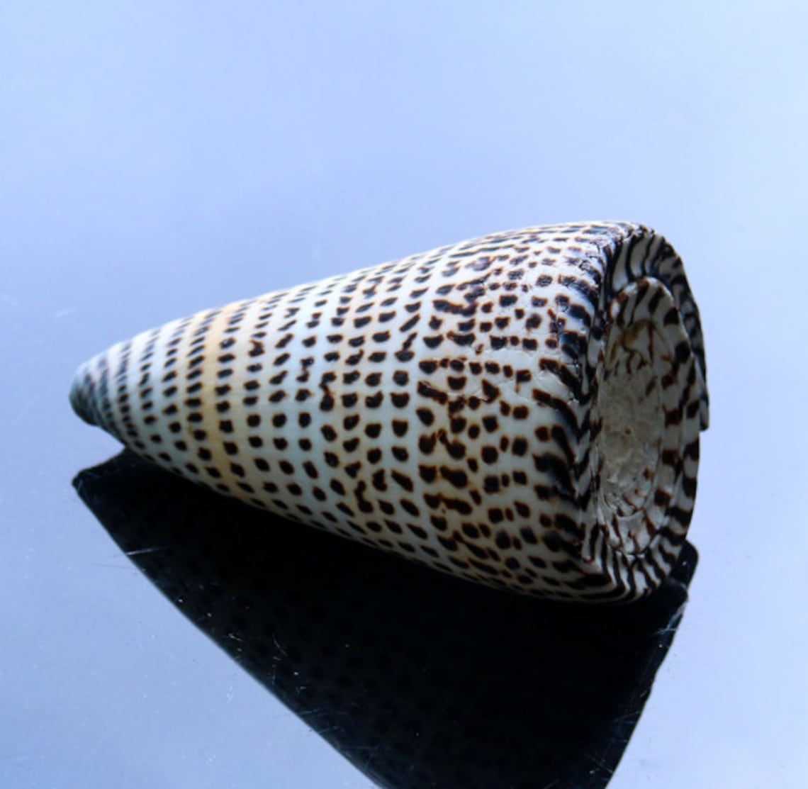 RARE LARGE 10-12cm Natural Craft Conch Shell Corn Conch Sea - Etsy