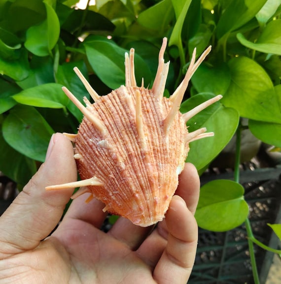 07-13cm LARGE Natural Conch Shells Fish Tank Aquarium | Etsy
