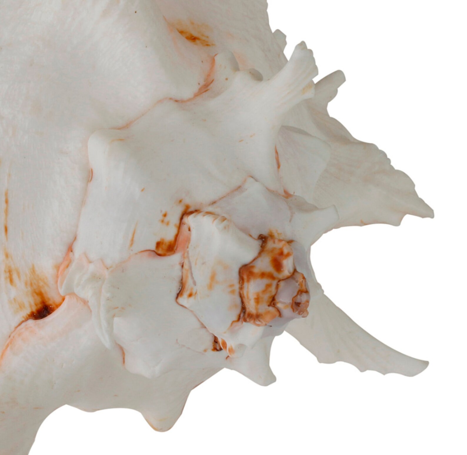 Giant Tridacna Clam Shell: Natural Sea Decor (10-21cm) - Etsy