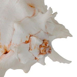 Giant Tridacna Clam Shell: Natural Sea Decor (10-21cm) - Etsy