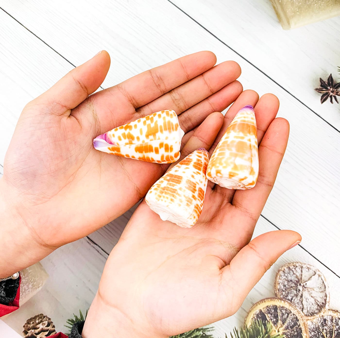 5-6cm RARE LARGE Natural red Craft Conch Shell Corn Conch Sea | Etsy