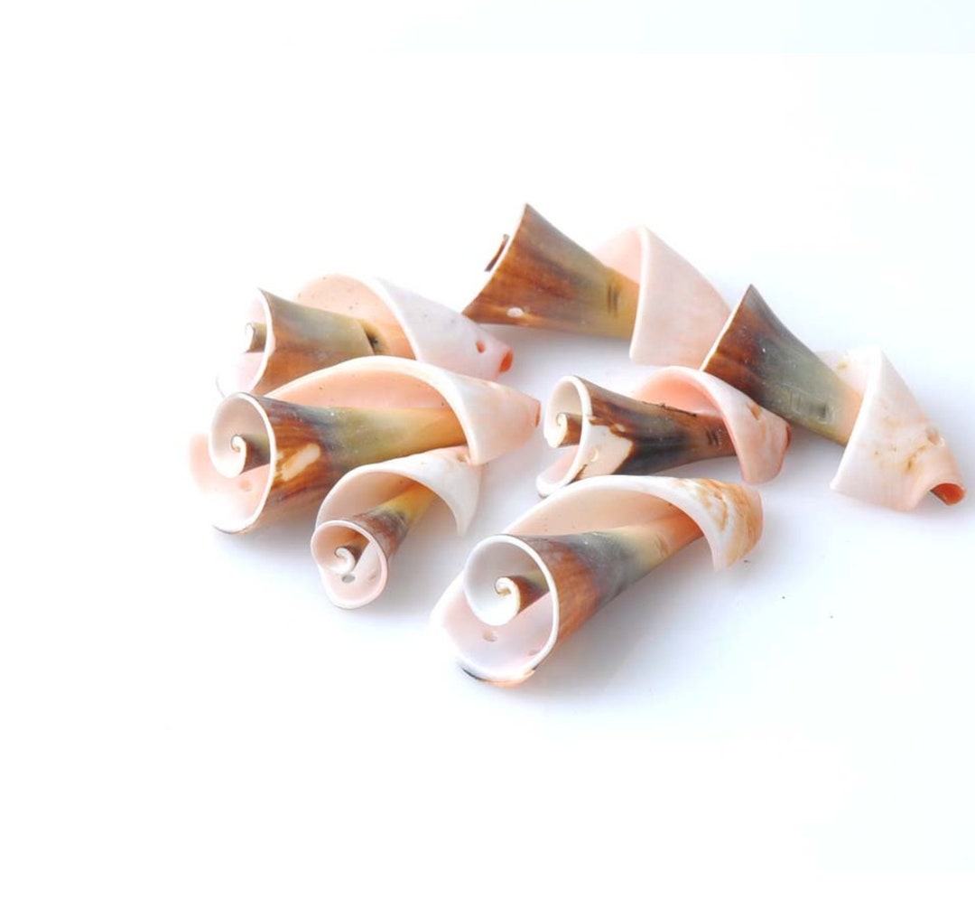 10 Spiral Seashells: Natural Beach Craft Supplies (30-40mm) - Etsy
