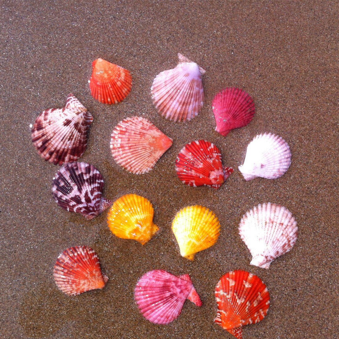 20pcs/lot Natural Craft Colored Scallops Seashell 3-5cm Decor Seashells ...