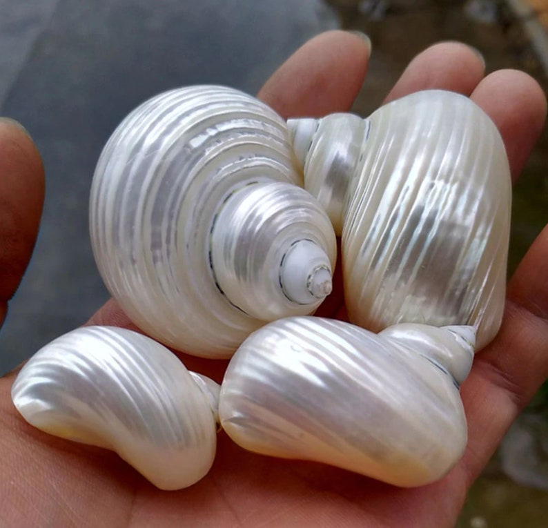 Large 2pcs Natural Conch Shells Rong Screw Roll Shell Fish - Etsy