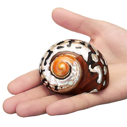 Rare Large Natural Fossil Conch Shell Craft Collection - Etsy