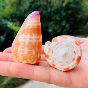 5-6cm RARE LARGE Natural Red Craft Conch Shell, Corn Conch Sea Shell ...