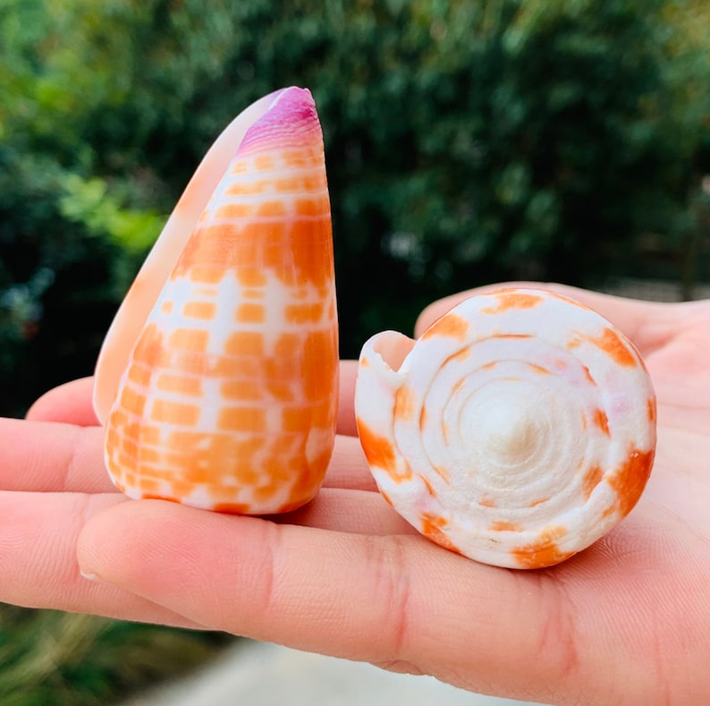 5-6cm RARE LARGE Natural red Craft Conch Shell Corn Conch Sea | Etsy