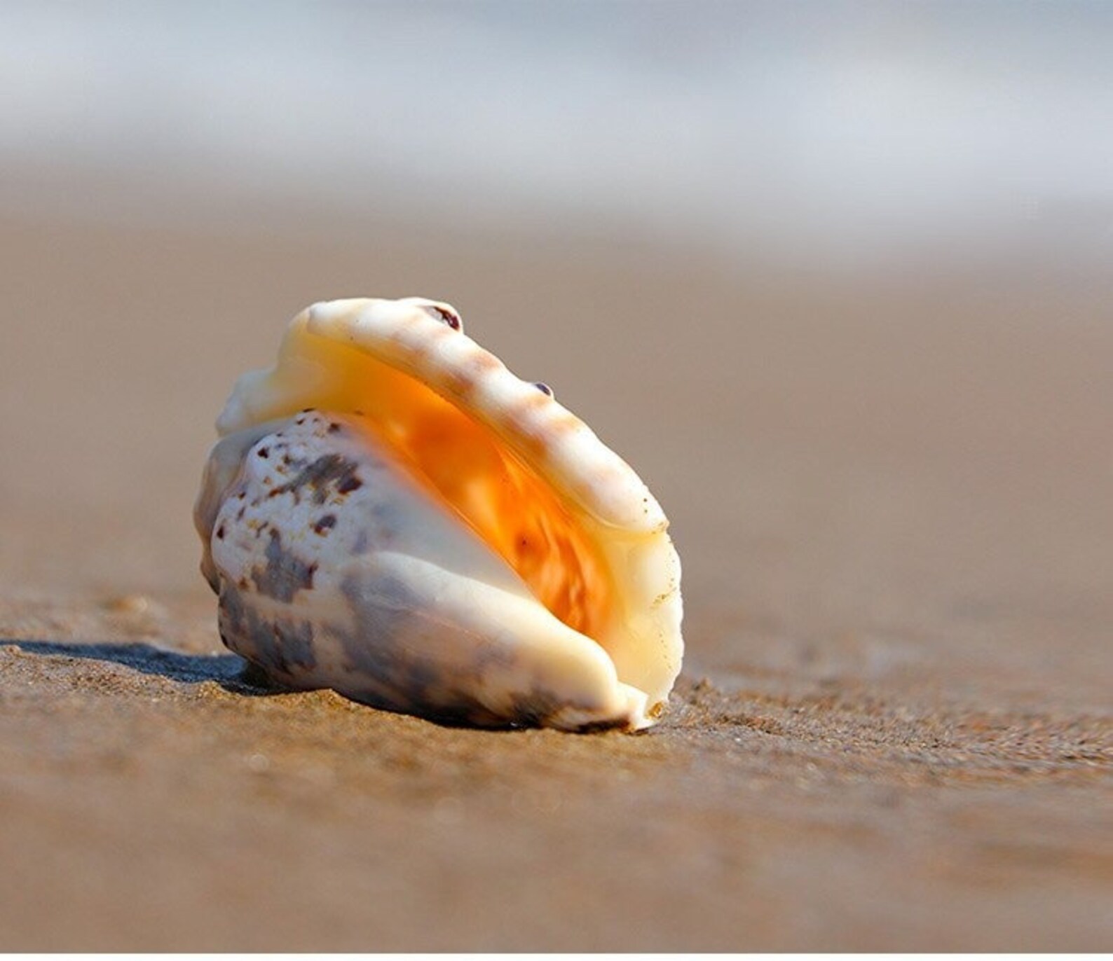 Marine Sea Decor 5-6cm natural conch shell snail Natural | Etsy