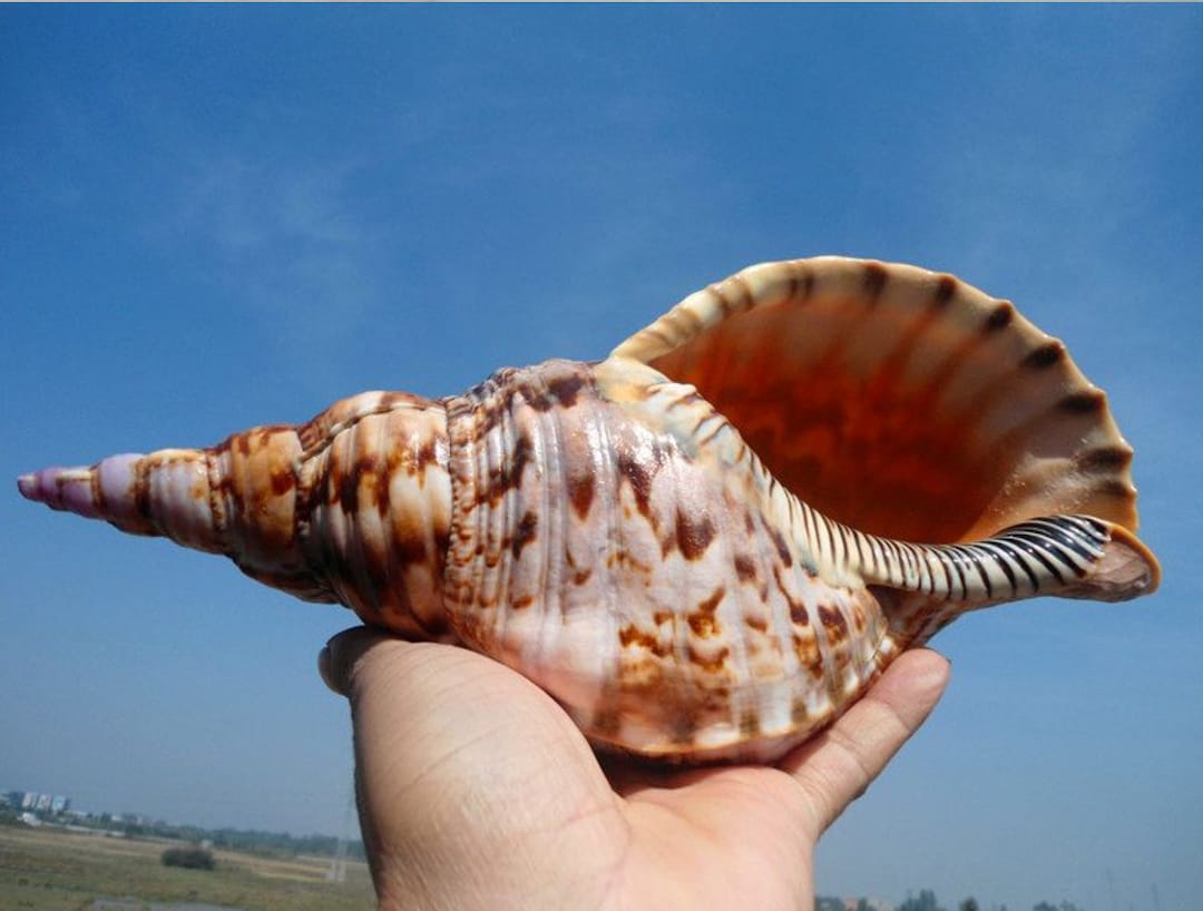 Extremely Rare Large Natural Conch Triton Seashell Rare Real Aquarium ...