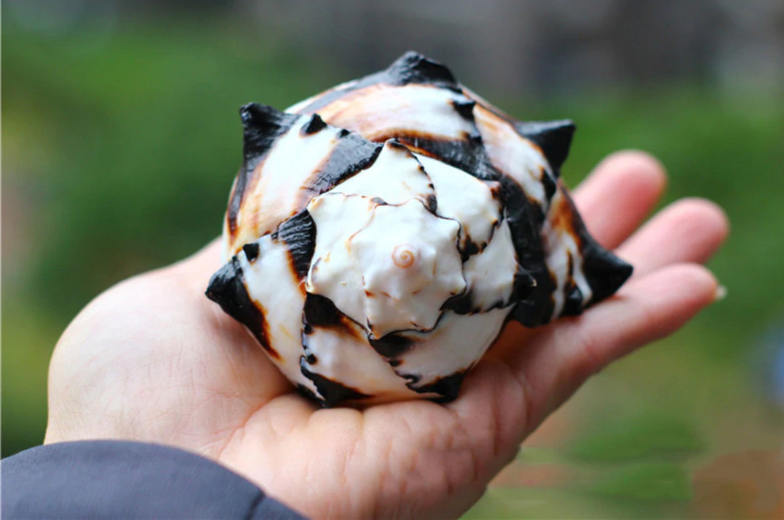 11-13cm LARGE Natural Black Conch Shells Aquarium Landscaping - Etsy