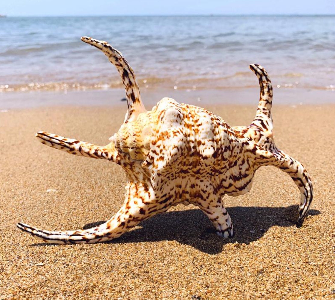 Rare 12-15 Cm Natural Large Conch Shells Natural Water Conch | Etsy