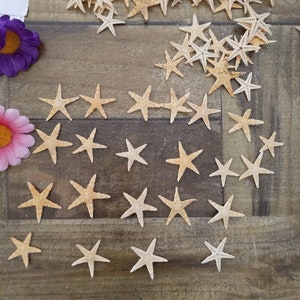 100pcs Natural Sea Star Small Starfish Star Sea Shell Beach Craft Sea ...