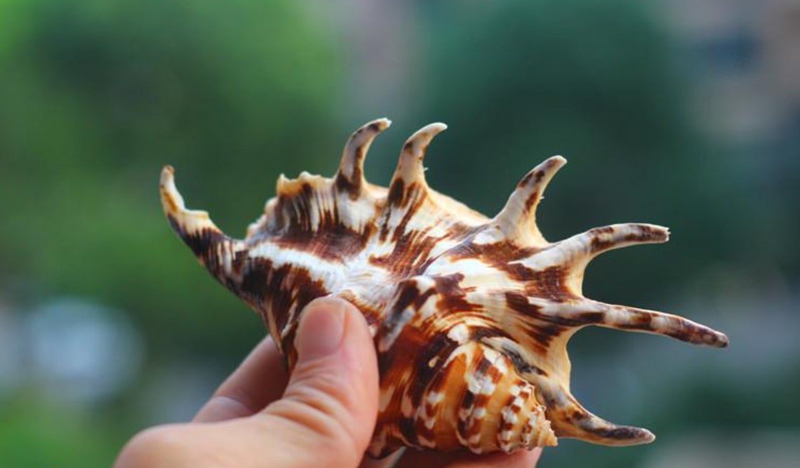 Extremely Rare 14-16cm Natural Large Conch Shells Floor - Etsy