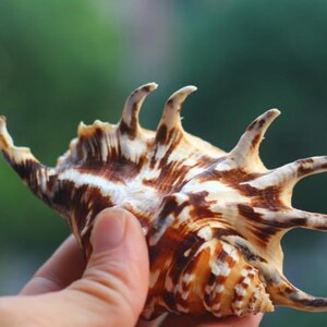 Extremely Rare 14-16cm Natural Large Conch Shells, Floor Decorations ...