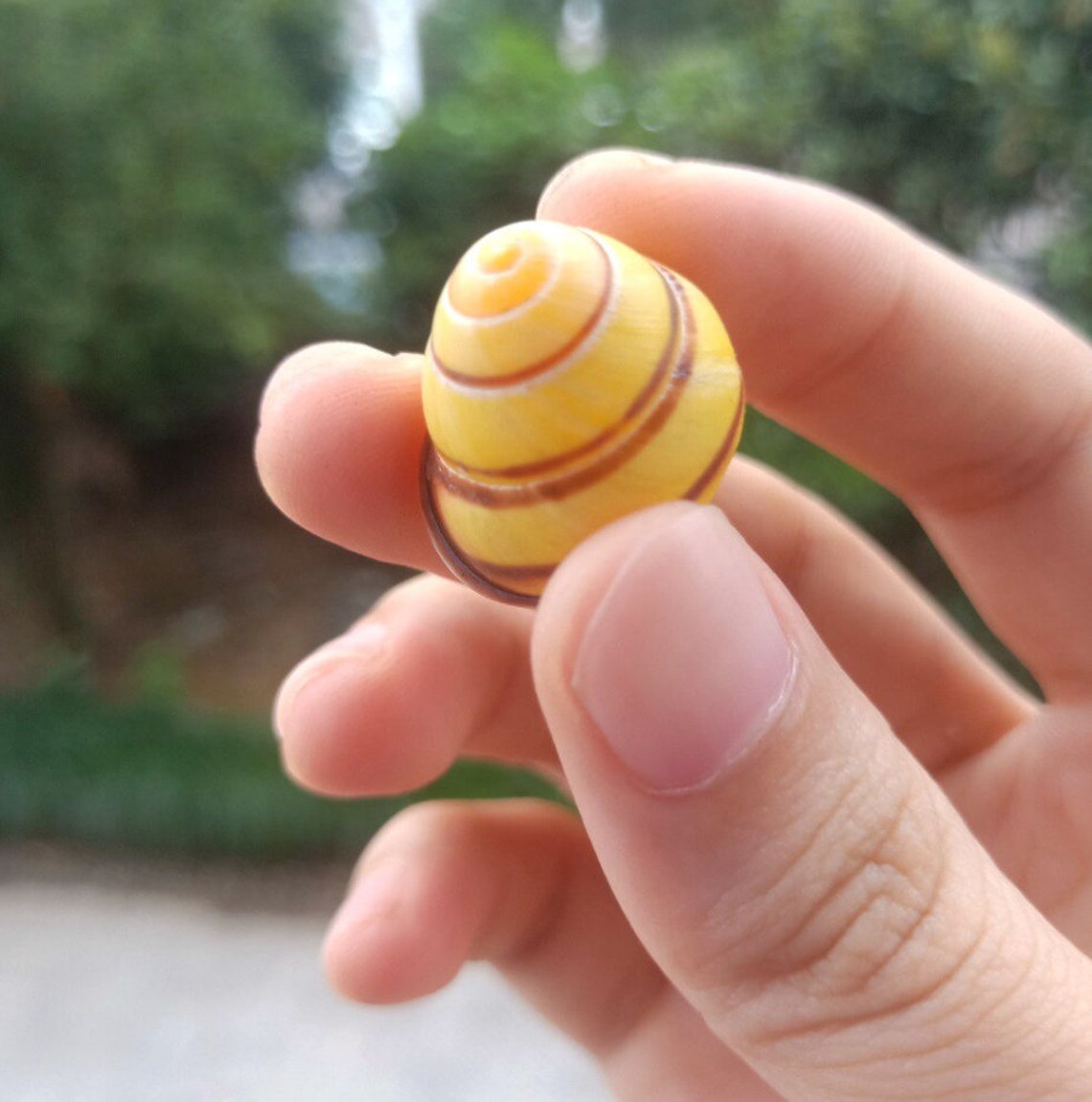 5PCS Gold Conch Lucky Seashells Natural Snail Seashell - Etsy Canada