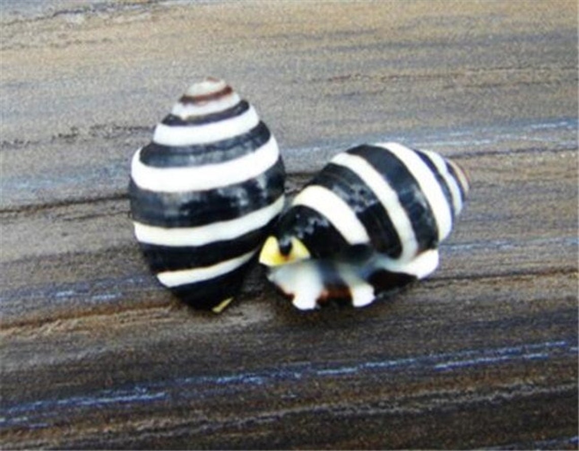 12pcs/lot Zebra Stripes Sea Conch Natural Crafts sea shells | Etsy